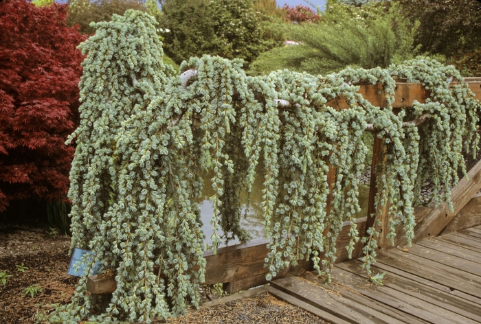 Cedrus atlantica 'Glauca Pendula' | Weeping Blue Atlas Cedar | Evans ...