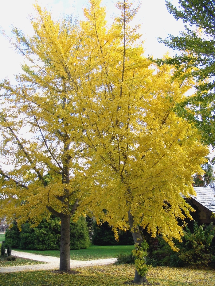 Ginkgo biloba | Ginkgo ' Presidential Gold' | Evans Nursery