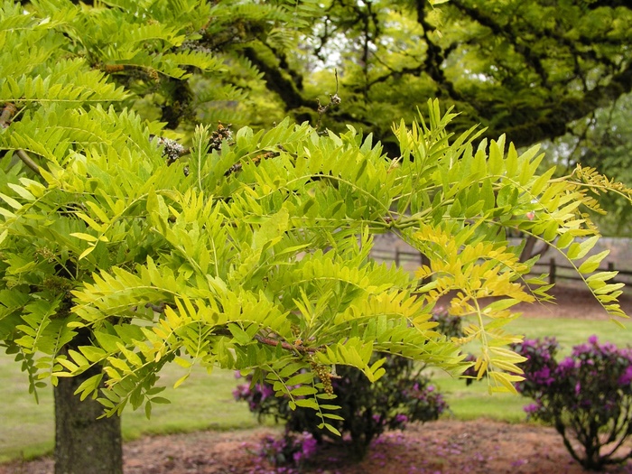 Gleditsia triacanthos 'Suncole' | Sunburst® Honeylocust | Evans Nursery