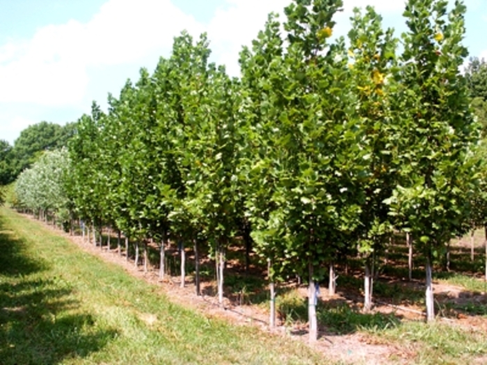 Liriodendron tulipifera 'Fastigiatum' ('Arnold') | Tulip Tree | Evans Nursery
