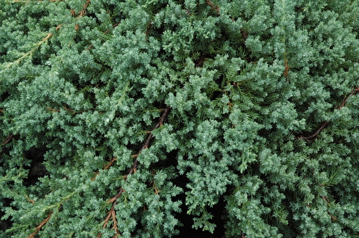 Juniperus procumbens 'Nana' | Procumbens Nana Juniper | Evans Nursery