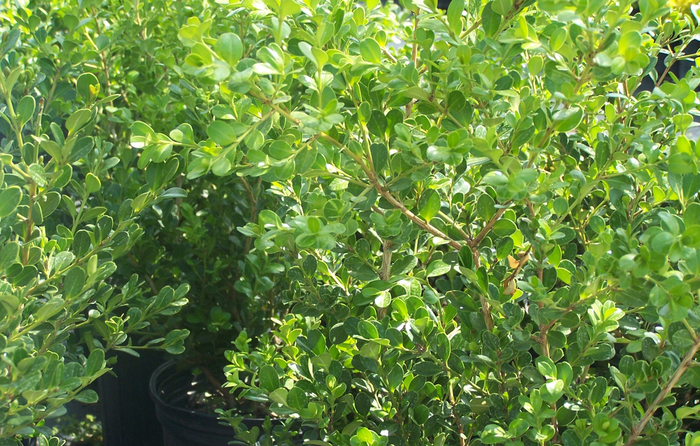 Buxus microphylla | Japanese Boxwood | Evans Nursery