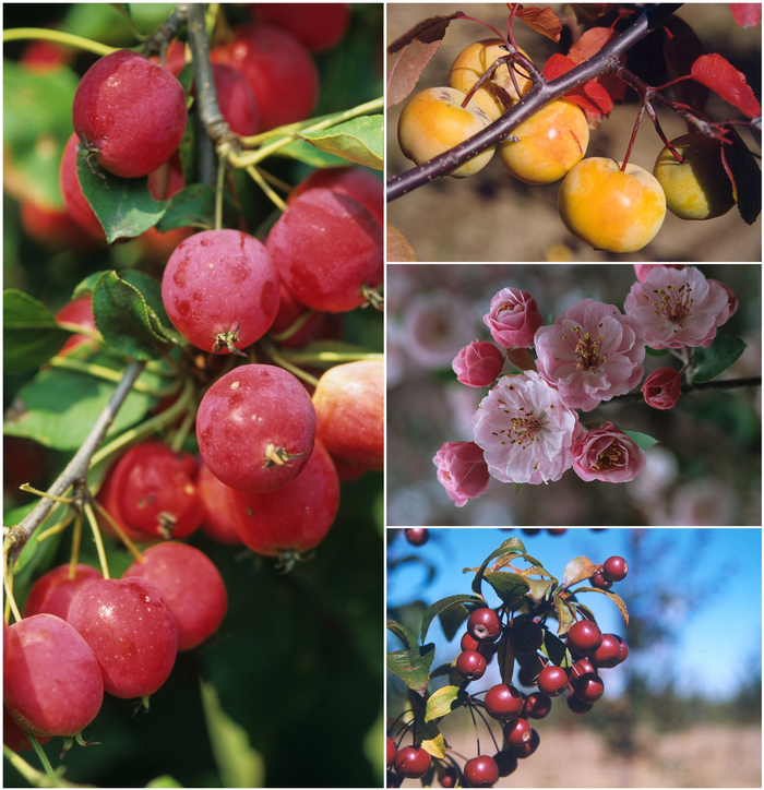 Malus | Multiple Varieties | Evans Nursery