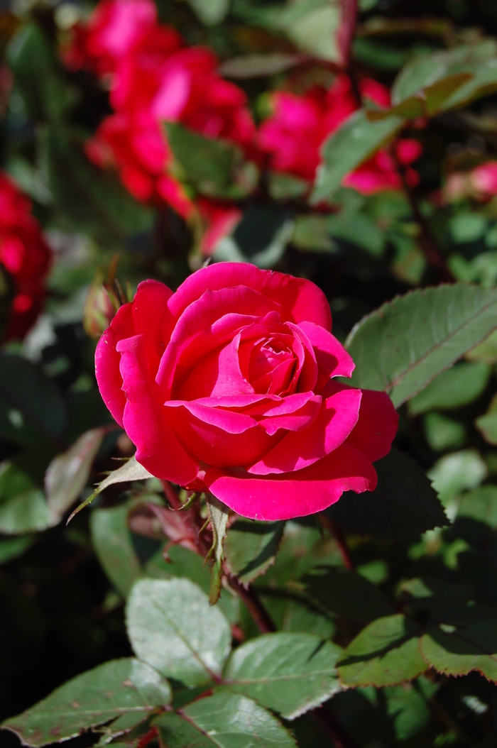 Shrub Rose | Pink Double Knock Out® | Evans Nursery