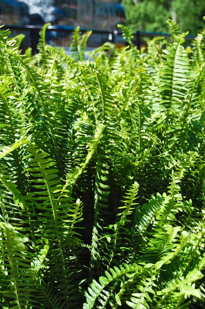 Nephrolepis obliterata | Kimberly Queen Fern | Evans Nursery