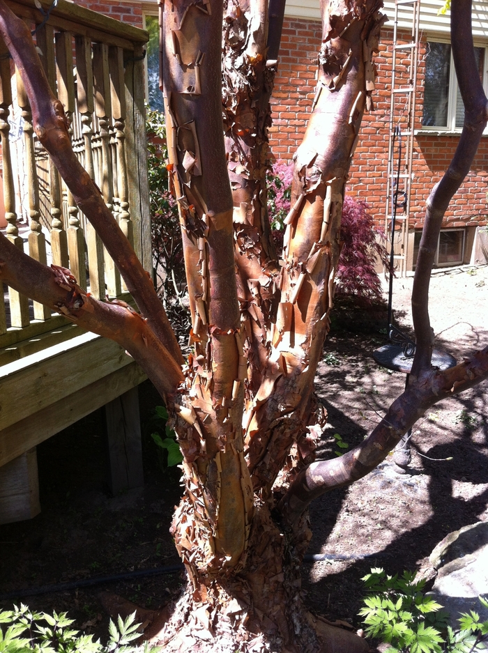 Acer griseum | Paperbark Maple | Evans Nursery