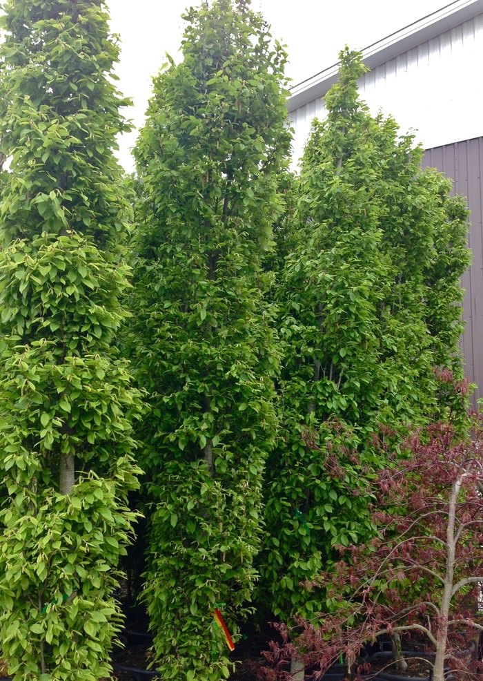 Carpinus betulus 'Fastigiata' | Pyramidal European Hornbeam | Evans Nursery