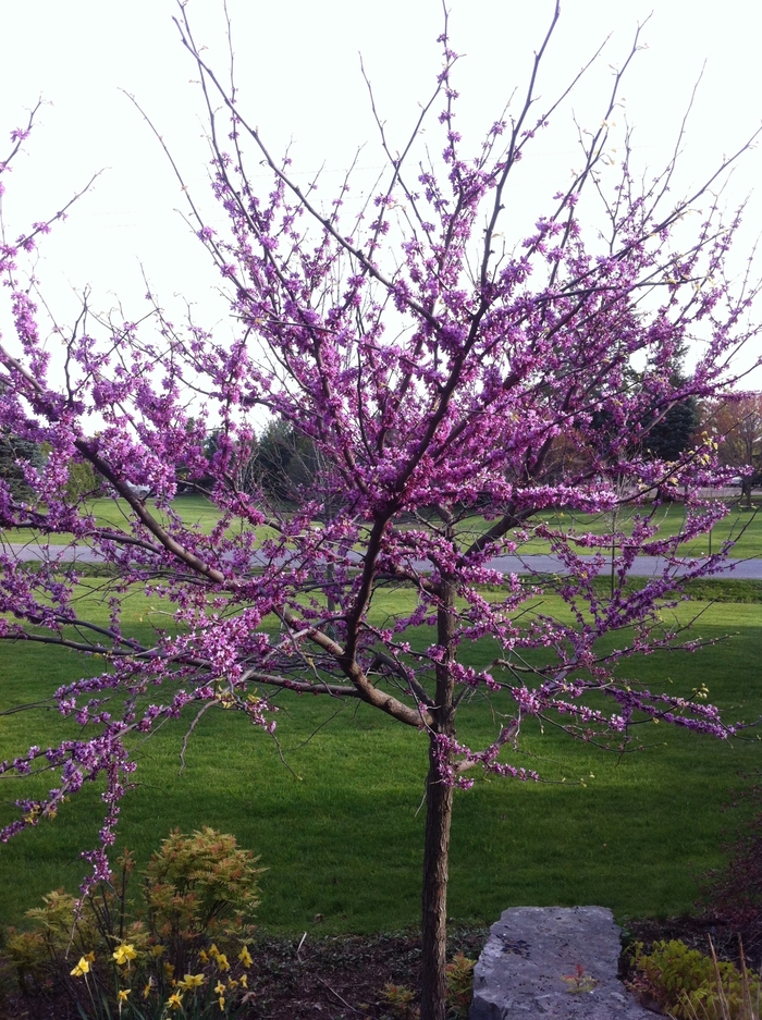 Cercis canadensis | Eastern Redbud | Evans Nursery