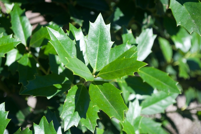 Ilex Oak Leaf