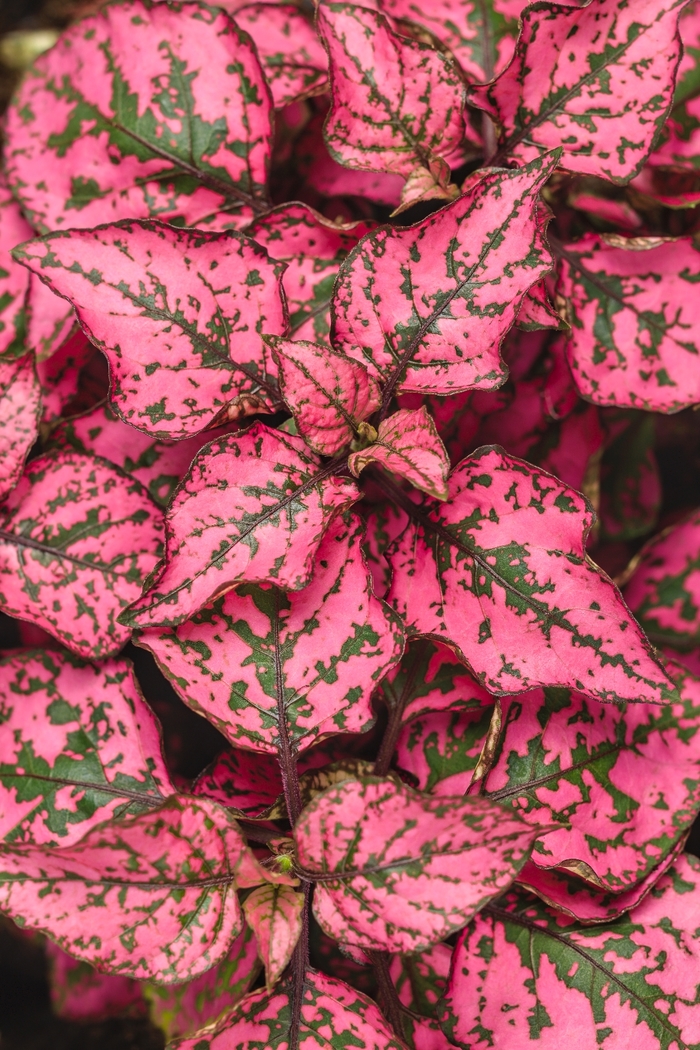 Hypoestes phyllostachya | Hippo® Rose | Evans Nursery